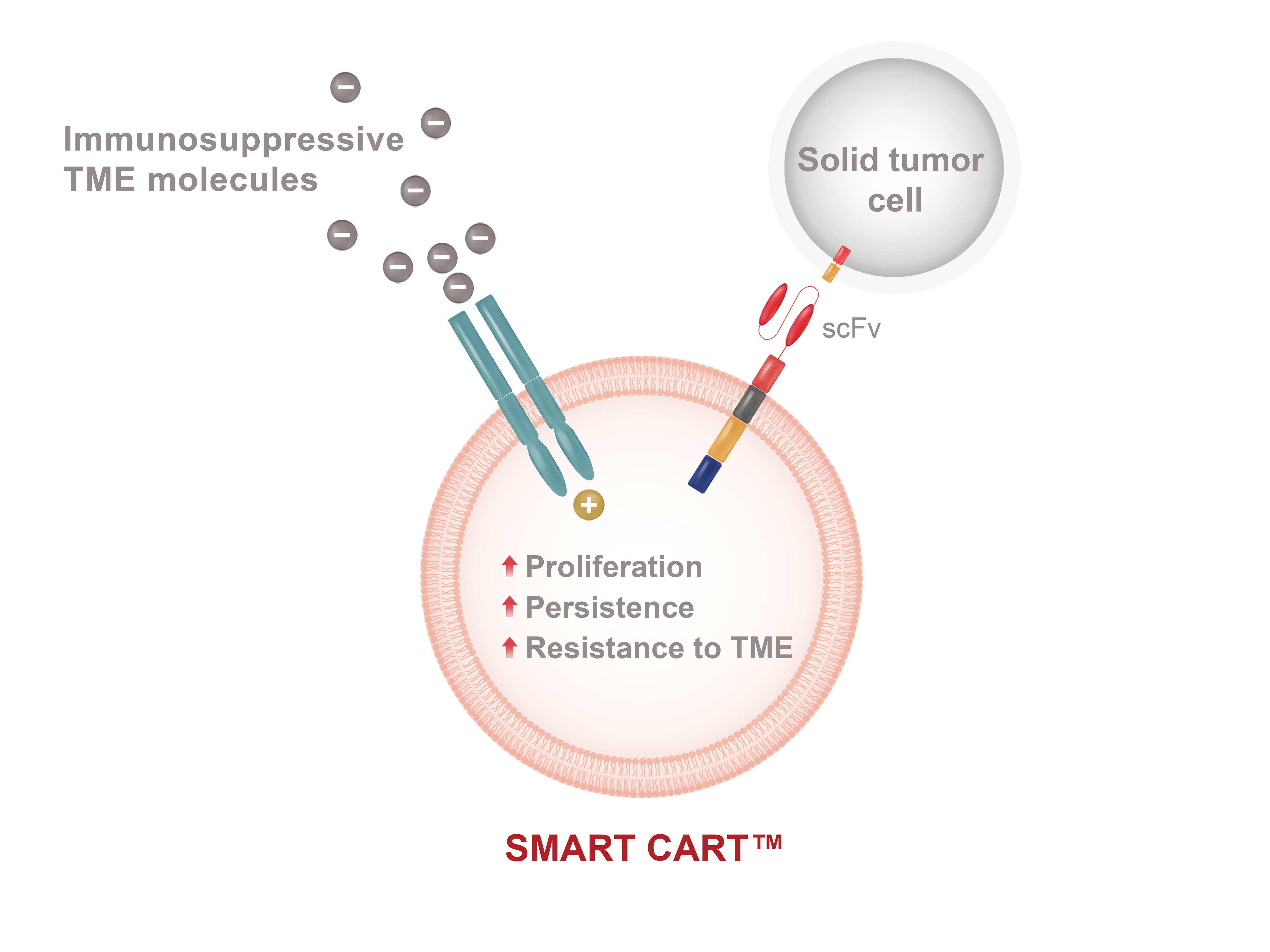 SMART CART | Gracell